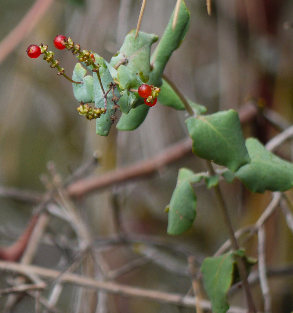 chaparral honeysuckle (Lonicera interrupta) - Botanical Realm