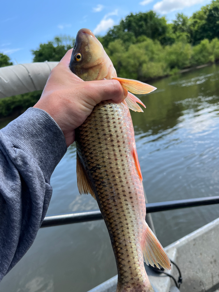 Spotted Sucker from Williamsburg County, SC, USA on June 8, 2022 at 10: ...