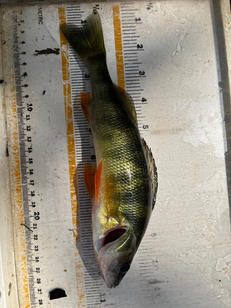 Yellow Perch from Lake Wallace on June 6, 2022 at 10:56 AM by grahamcm ...