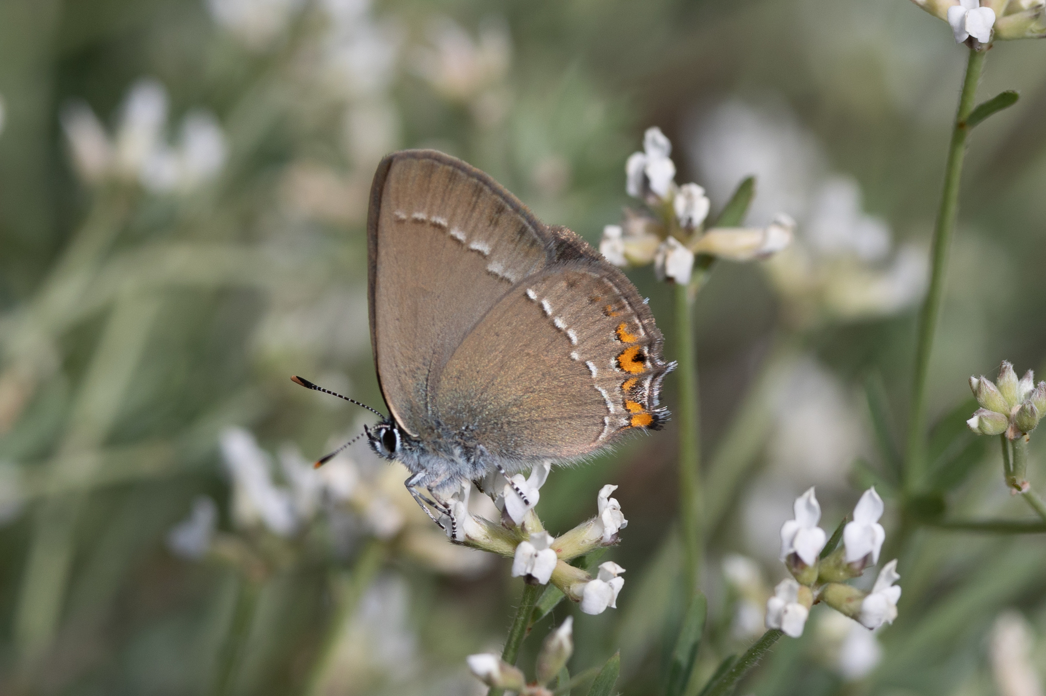 Satyrium acaciae (Fabricius, 1787)