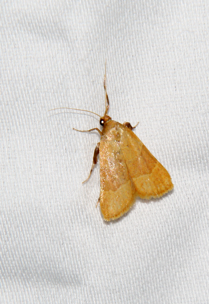 Ochre Parachma Moth from Organ Pipe Mountains NM, Doña Ana County, NM ...