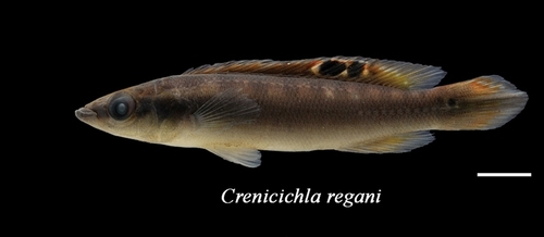 Wallaciia regani · iNaturalist