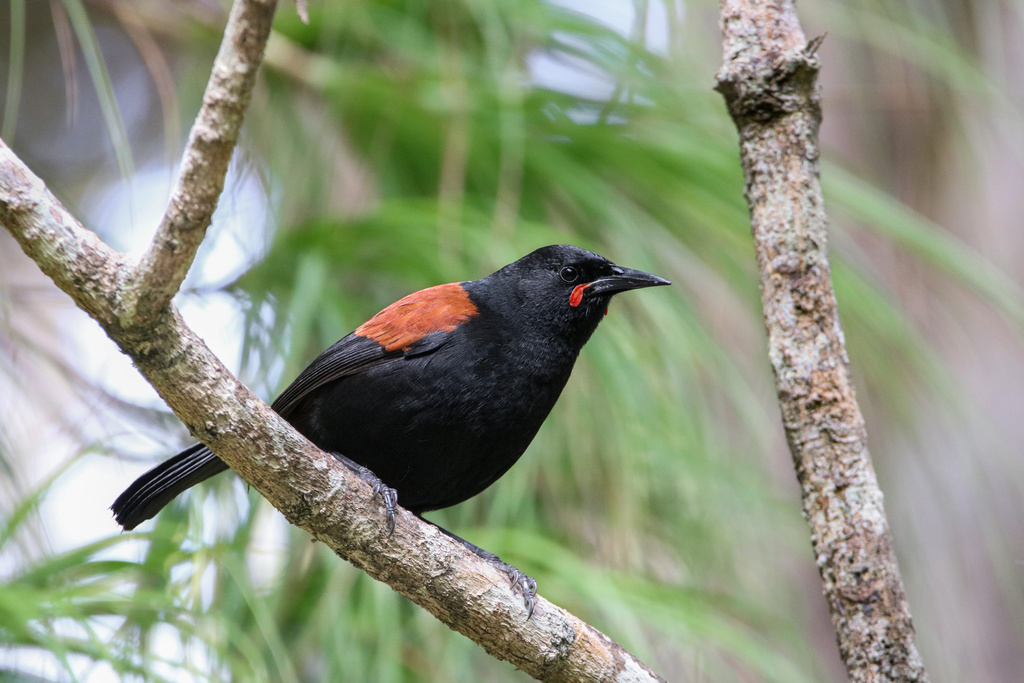 South Island Saddleback in December 2018 by indrabone · iNaturalist
