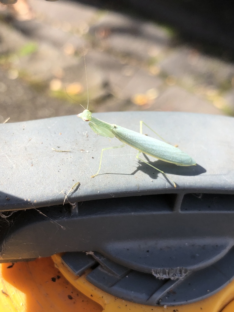 Snake Mantis from Ashe Grove, Toorak, VIC, AU on June 10, 2022 at 11:55 ...