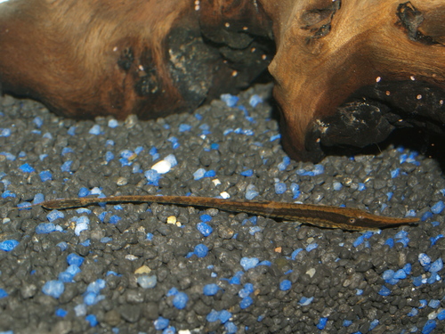 Farlowella vittata · iNaturalist