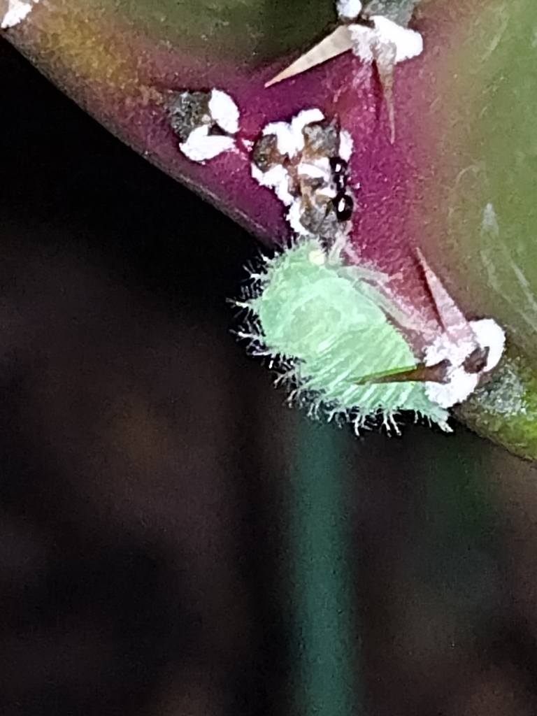 Three-cornered Alfalfa Hopper from Mission Bend, TX, USA on May 18 ...