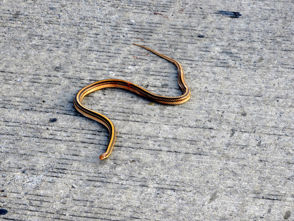 Big Bend Patch-nosed Snake from Mazatlán, Sin., México on June 5, 2022 ...