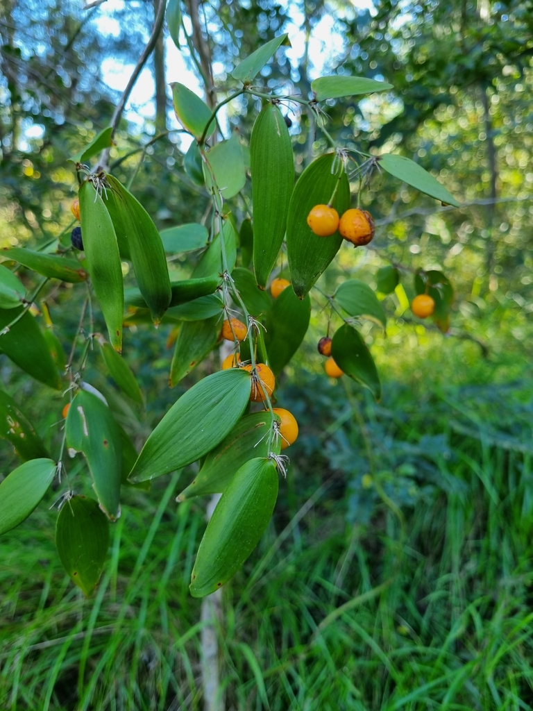 Wombat Berry from West Pennant Hills NSW 2125, Australia on June 10 ...