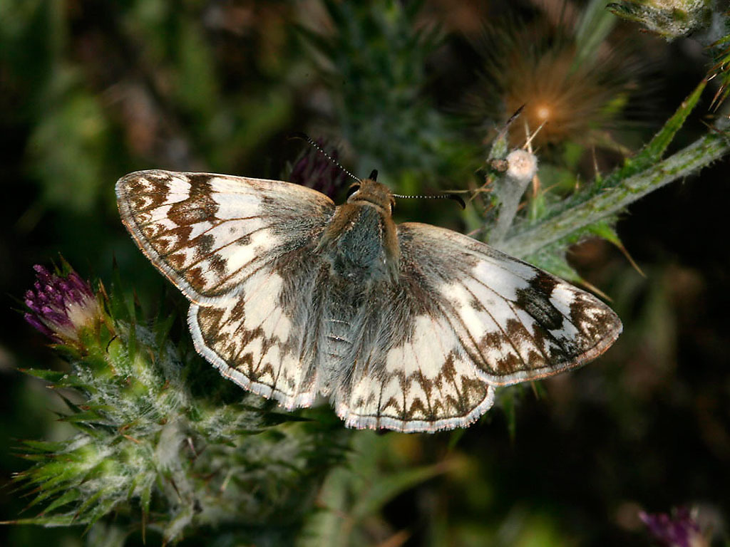 Northern White-Skipper (Wild Animals of Moorpark College) · iNaturalist