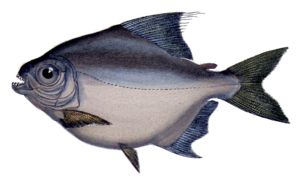 (Myleus setiger) - Marine Life Identification