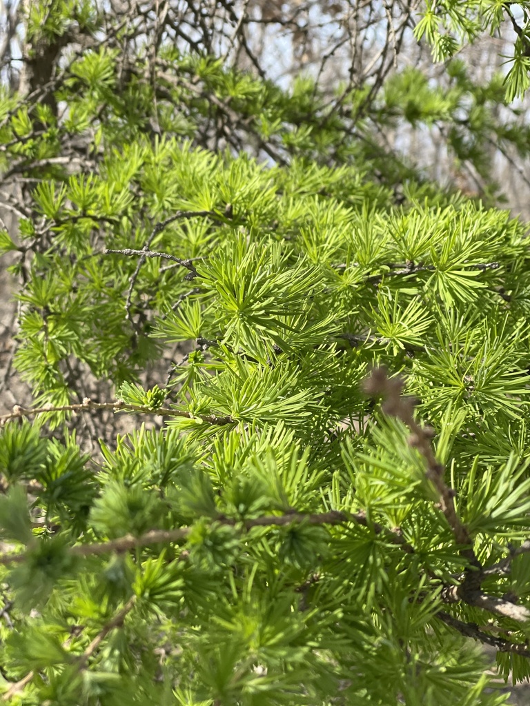 Prince Rupprecht's larch (Larix gmelinii principis-rupprechtii ...