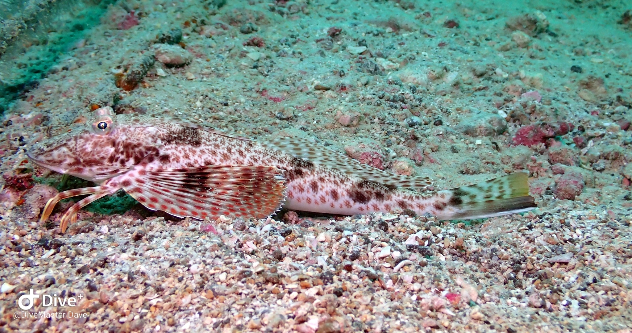 Prionotus Lacepède, 1801