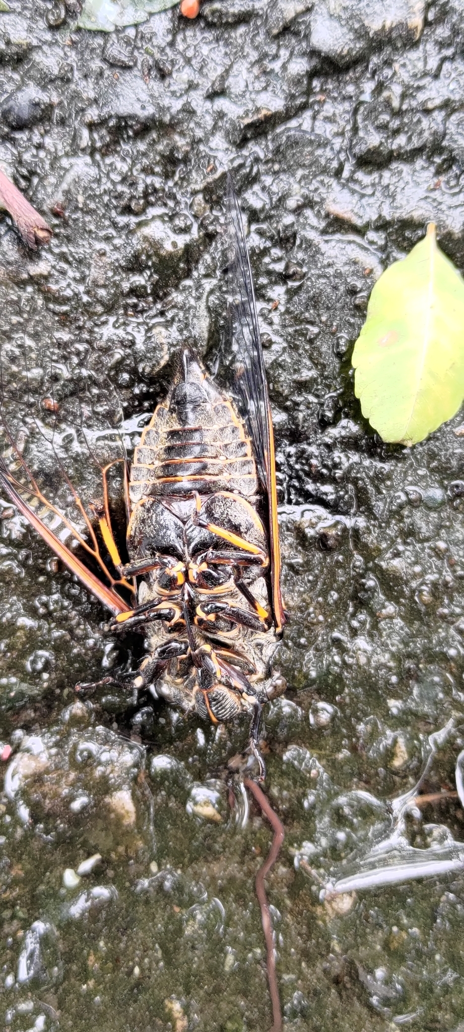 Cryptotympana atrata (Fabricius, 1775)