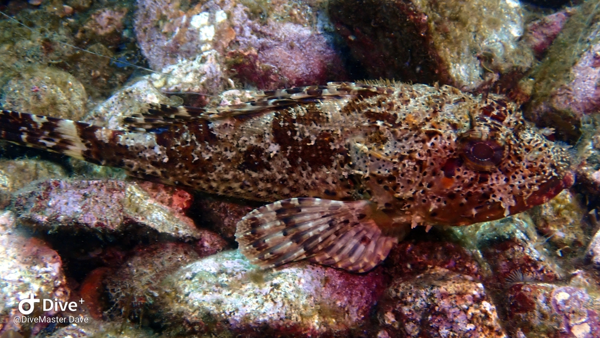 Scorpaena guttata Girard, 1854