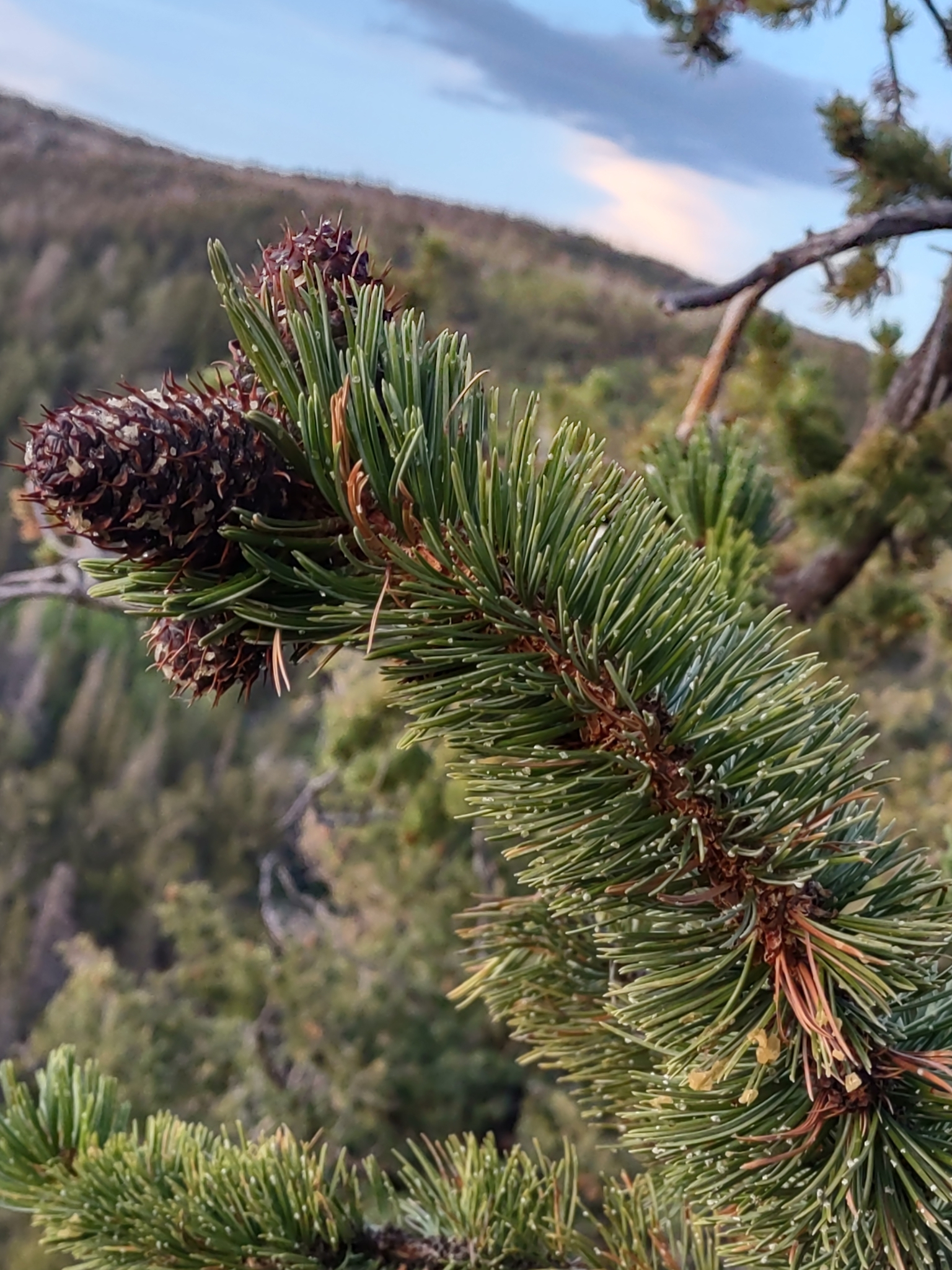 Pinus aristata Engelm.