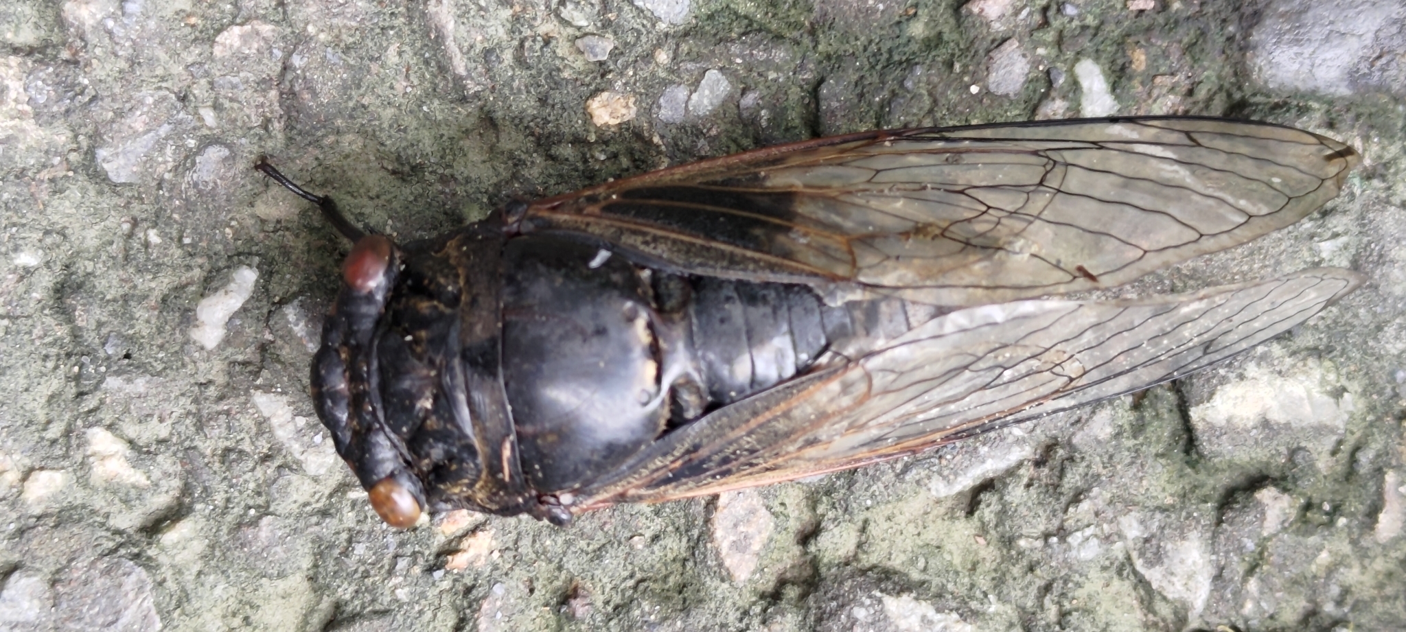 Cryptotympana atrata (Fabricius, 1775)