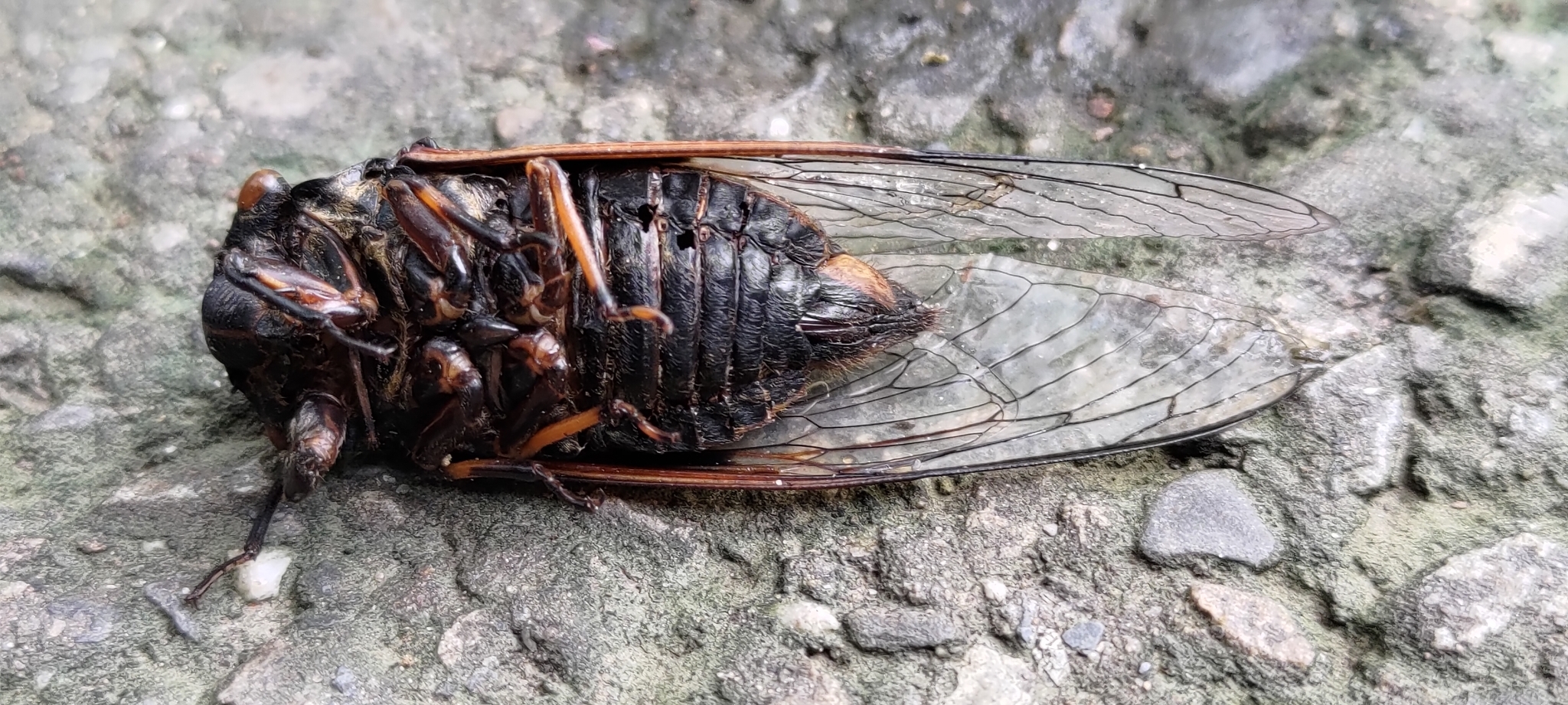 Cryptotympana atrata (Fabricius, 1775)