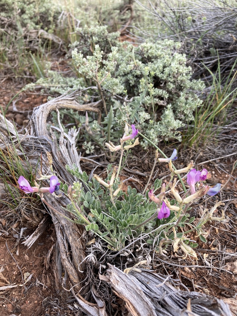 Missouri Milkvetch from Fremont County, US-WY, US on June 09, 2022 at ...