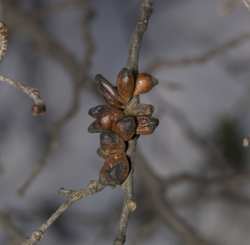 Cyttaria hookeri from Ultima Esperanza, Magallanes y la Antártica ...