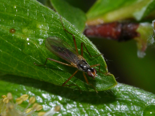 Compsobata kennicotti · iNaturalist