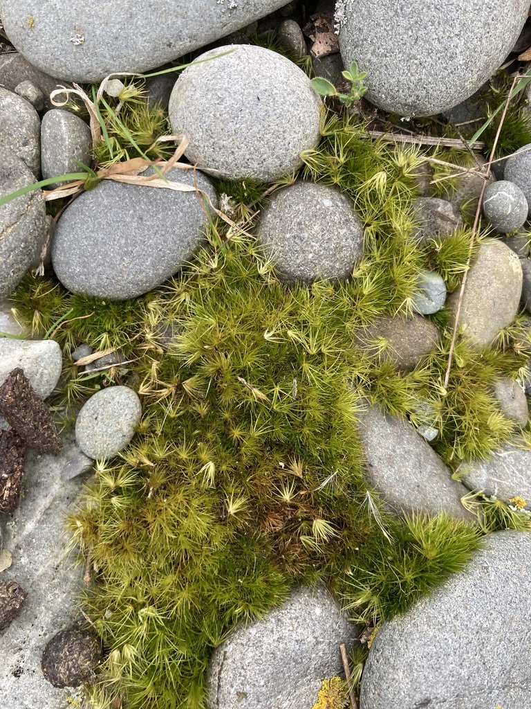 Campylopus clavatus from Conservation Area - Waitaki River, Waitaki ...