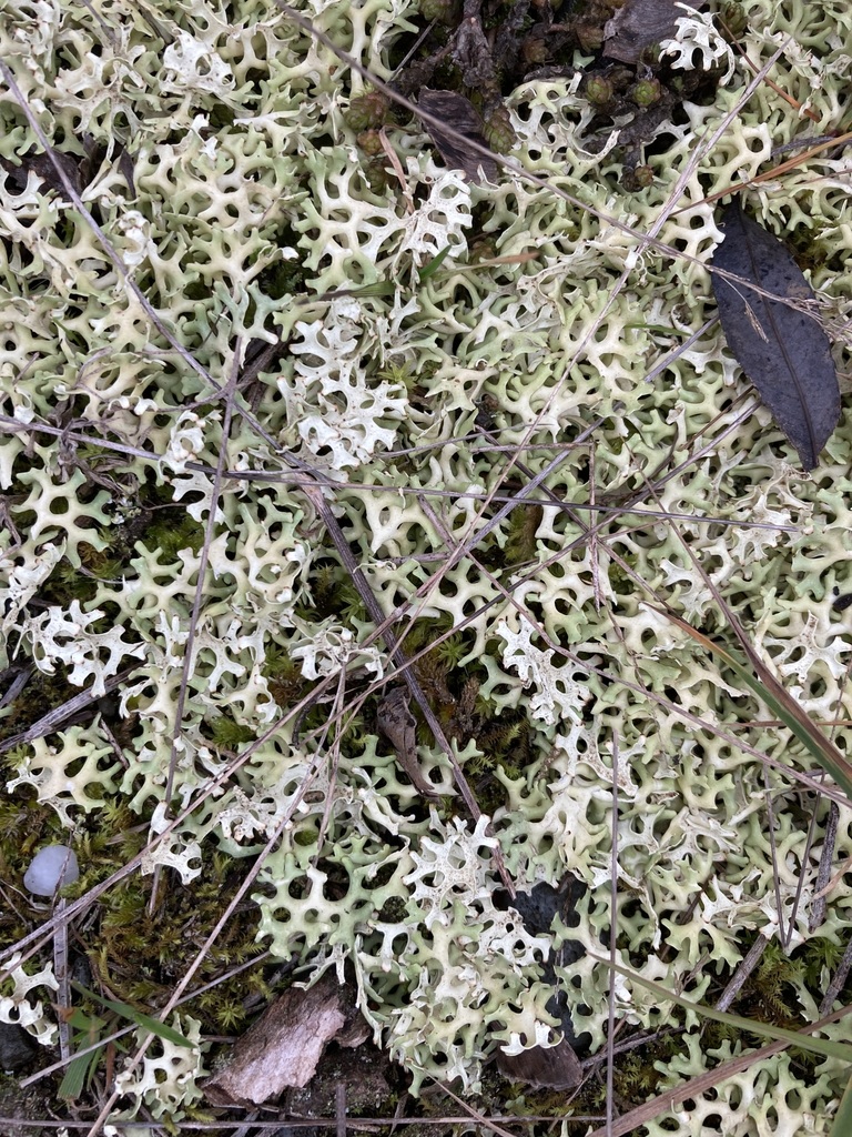 Resurrection Lichen from Ikawai, New Zealand on June 08, 2022 at 01:27 ...