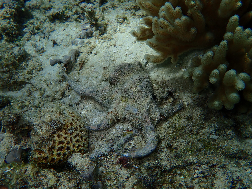 Chiragra Conch from 818 North, Marine Corps Dr, Piti, 96915, Guam on ...