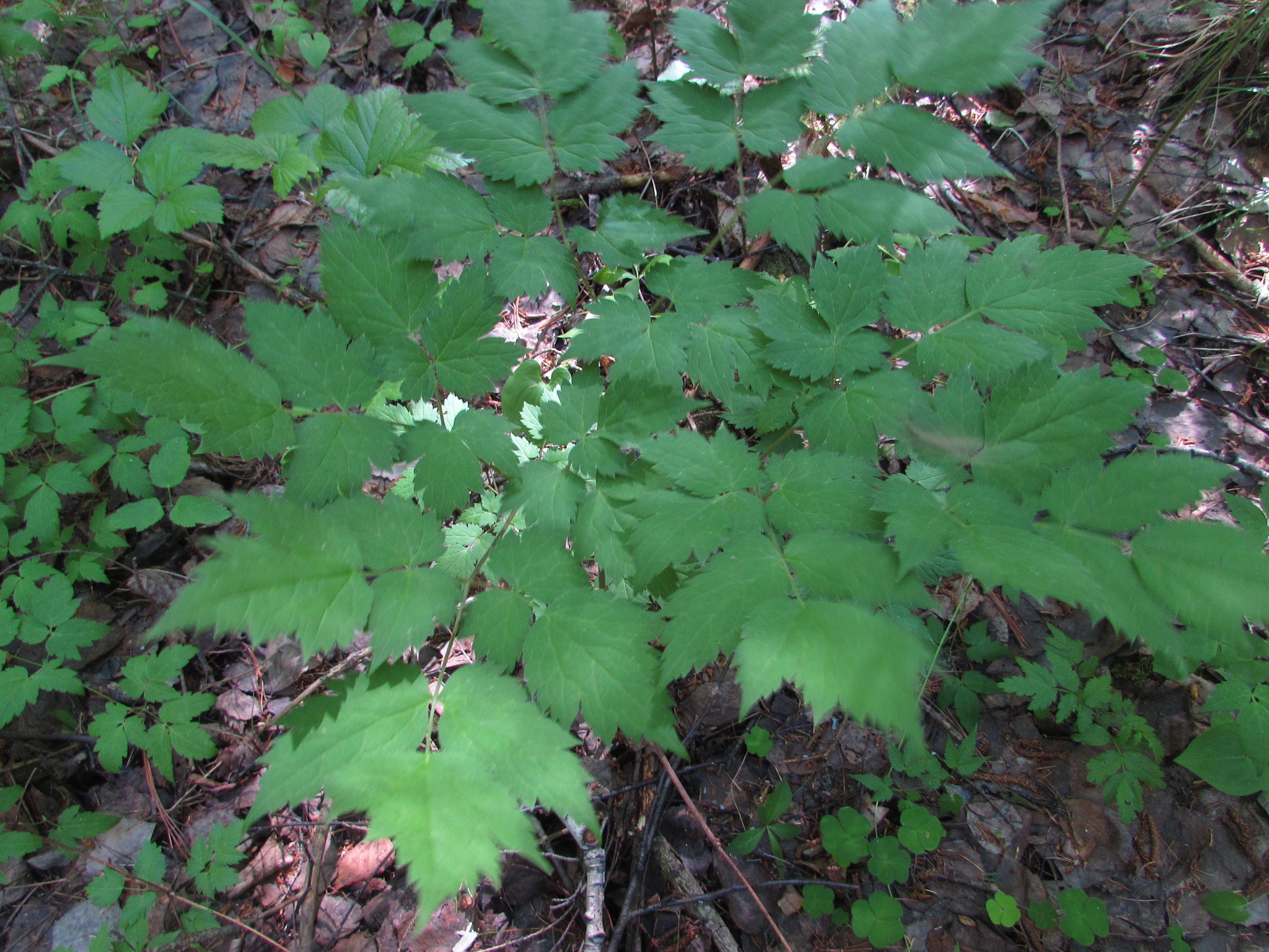 Actaea erythrocarpa (Fisch.) Freyn, 1895