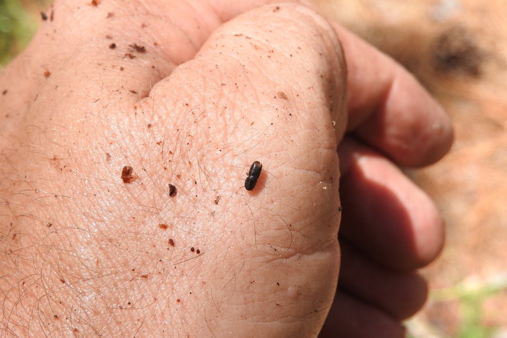 Sixspined Ips in June 2018 by Jeff Eickwort. Found in the inner bark of ...