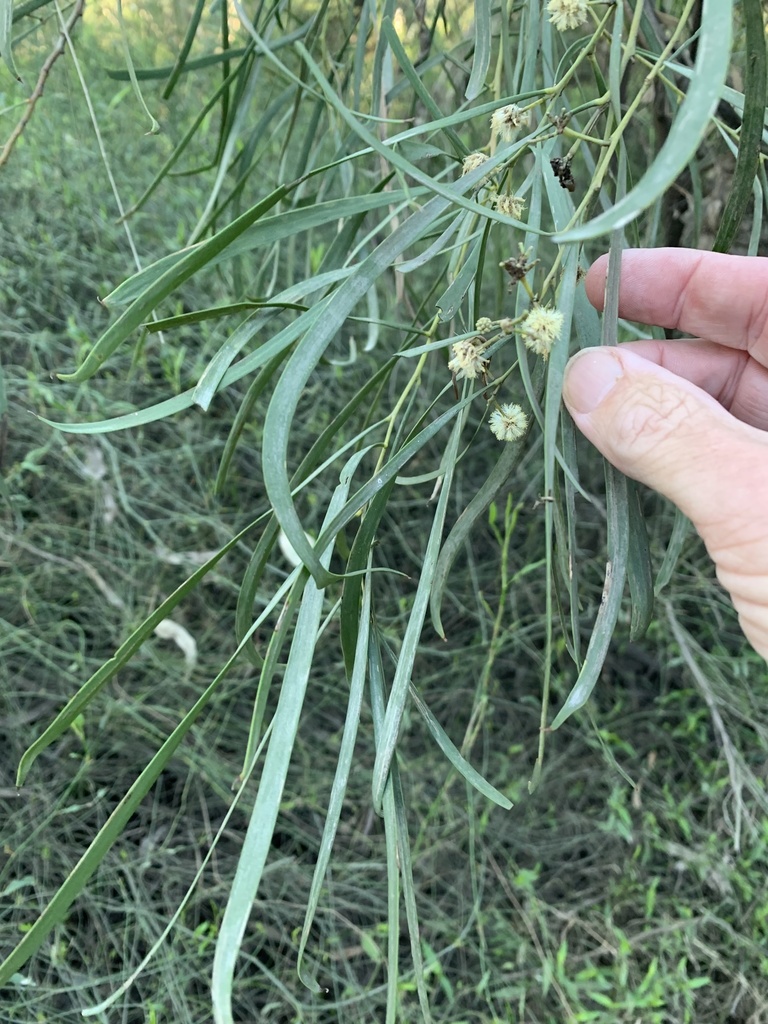 shoestring acacia from Taroom, QLD, AU on June 8, 2022 at 04:04 PM by ...