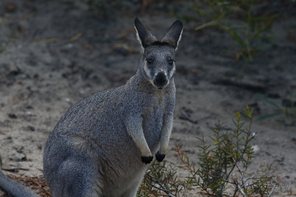 Western Brush Wallaby (Notamacropus irma) - Know Your Mammals