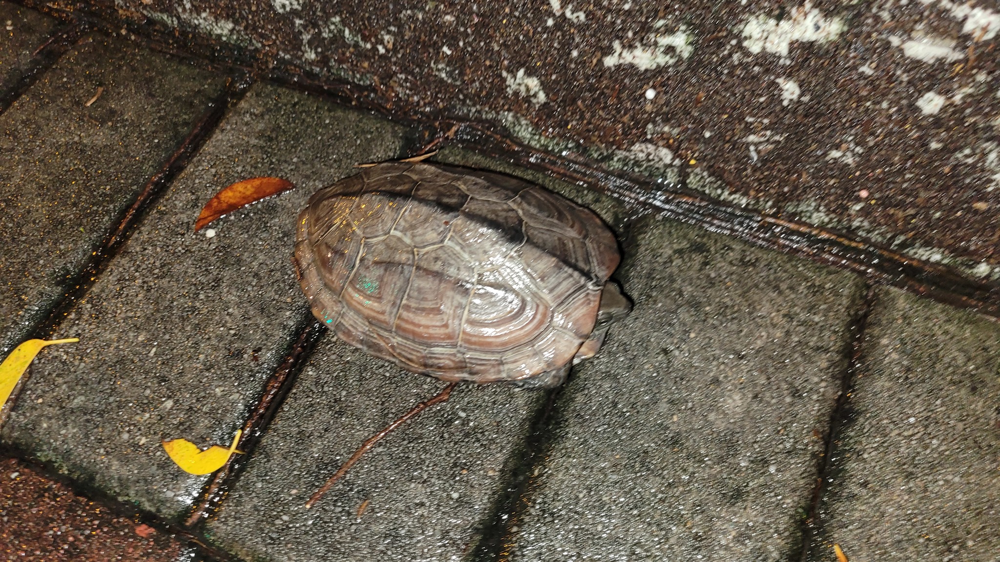Mauremys reevesii (Gray, 1831)