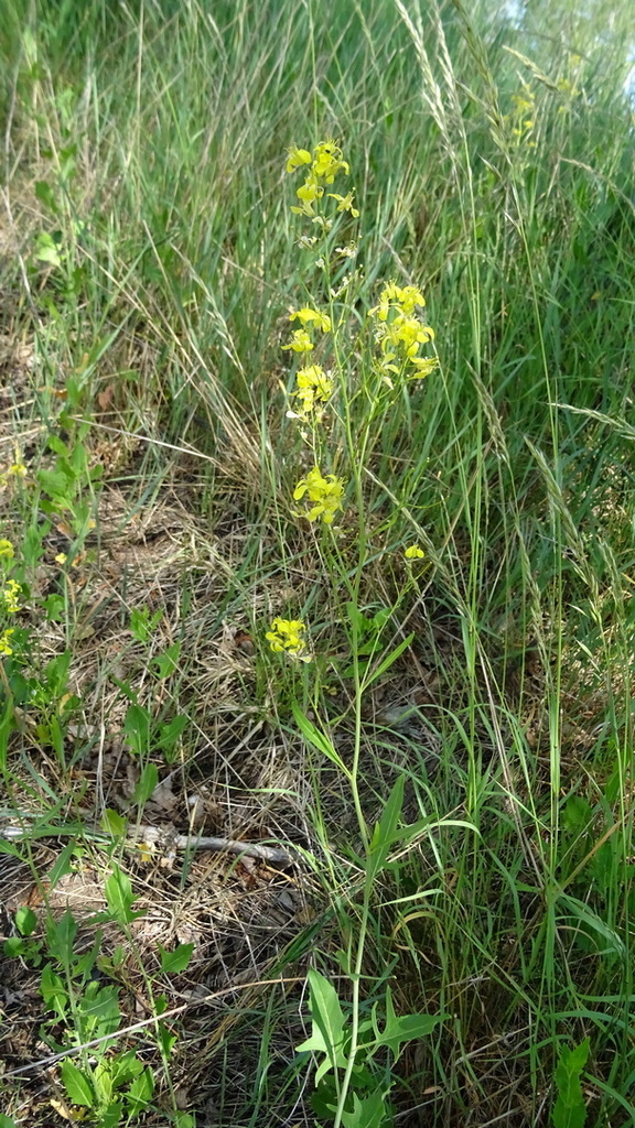 Russian Mustard from 471 67 Provodín, Česko on June 03, 2022 at 12:34 ...