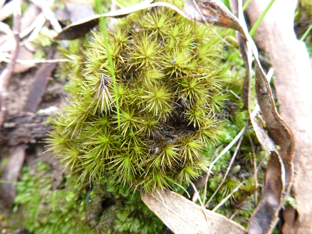 Campylopus clavatus from Mountbatten Reserve East, Bellevue Heights, SA ...