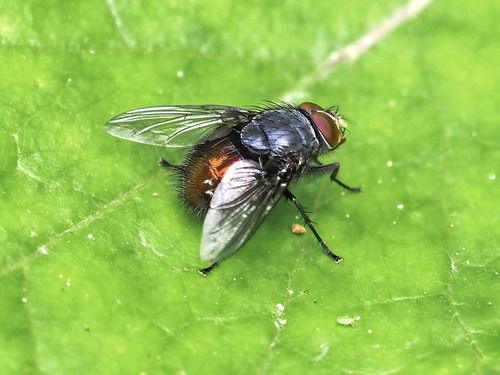 Calliphora splendens · iNaturalist