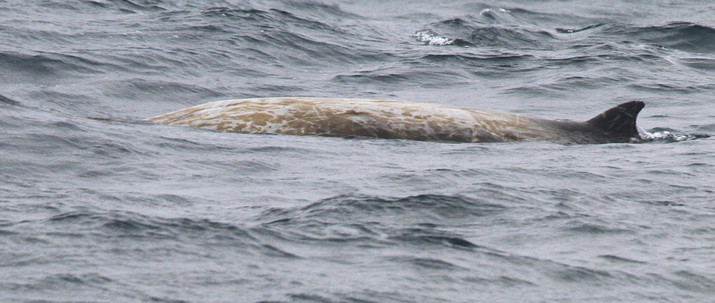 Beaked Whales (Ziphiidae) - Marine Life Identification