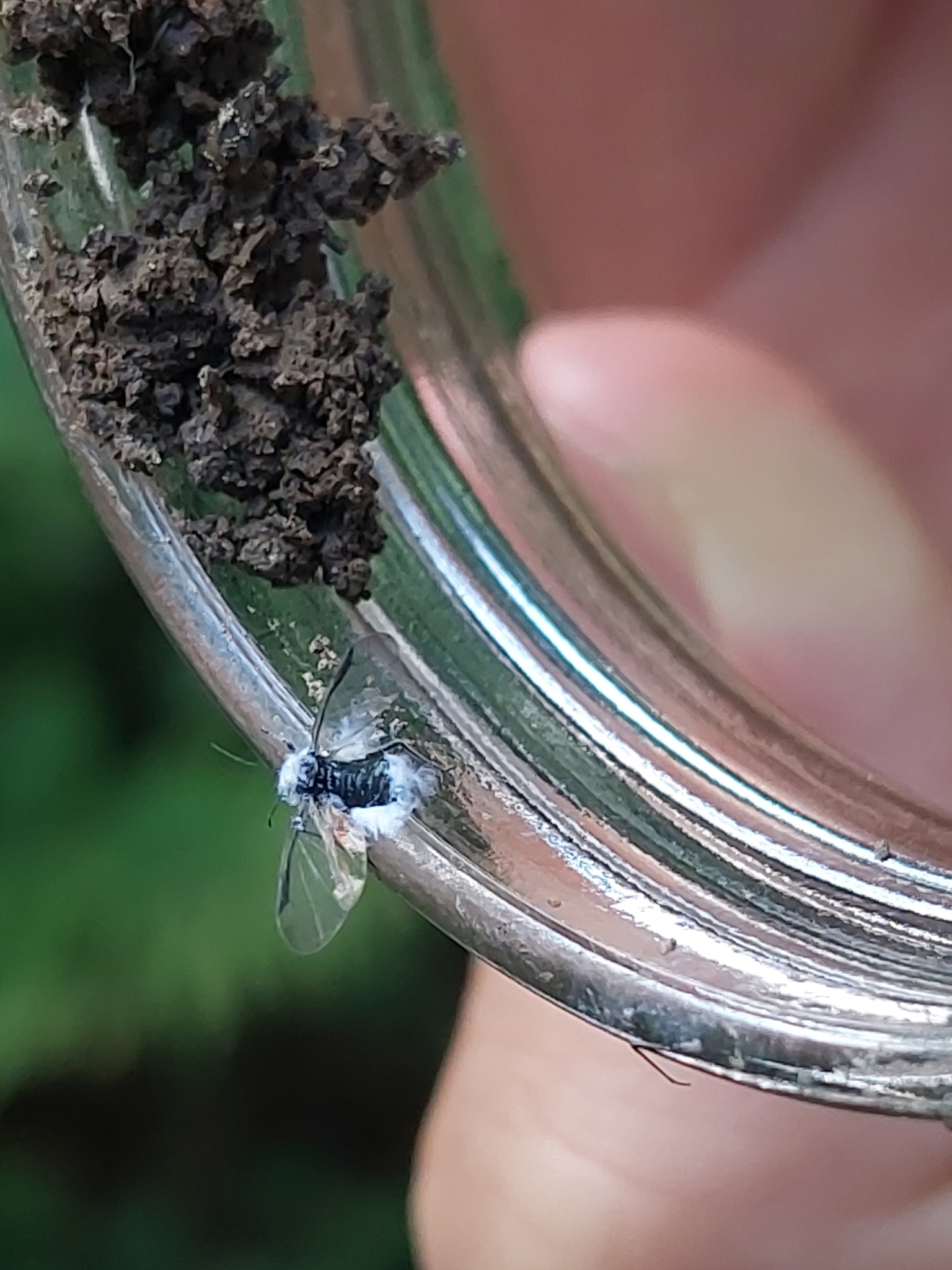 Phyllaphis fagi (Linnaeus, 1761)