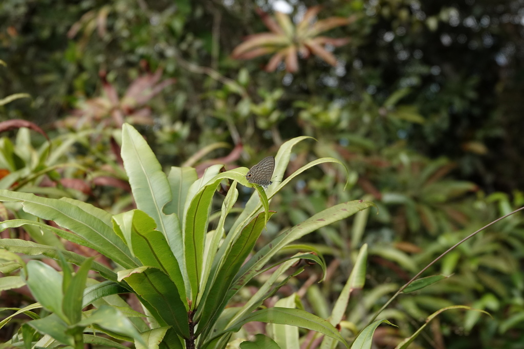 Transparent 6-line Blue in May 2022 by Aaron Soh. Male *ssp. nemana ...