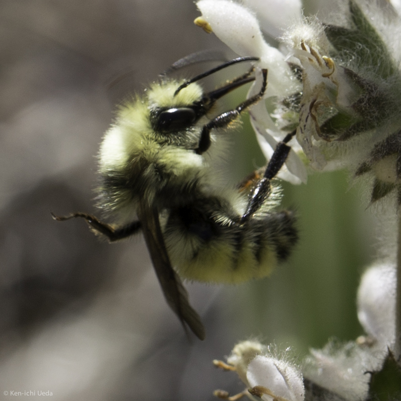 Van Dyke's Bumble Bee (Mount Rainier National Park Pollinator Guide 🐝 🦋 ...