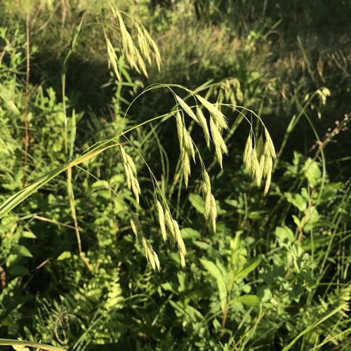 fringed brome (Native Grasses, Ferns, and Mosses of Golden Gate Canyon ...