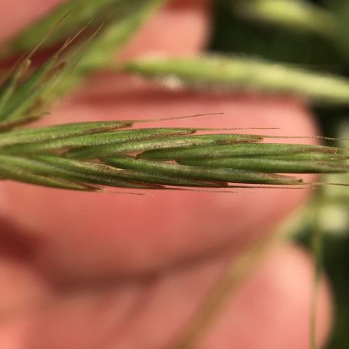 fringed brome (Native Grasses, Ferns, and Mosses of Golden Gate Canyon ...