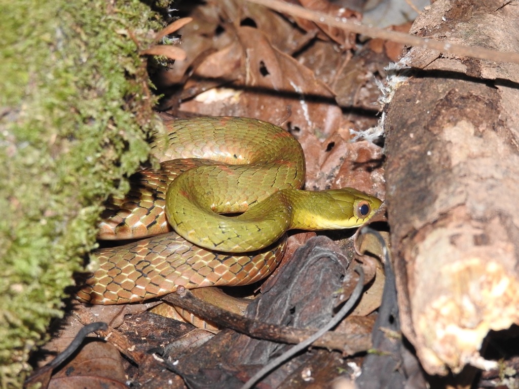 Big-eyed Bamboo Snake from Yingjiang, Dehong, Yunnan, CN on May 8, 2022 ...