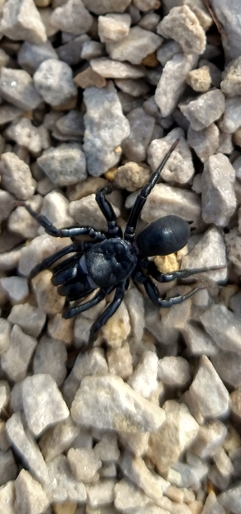 Black Purseweb Spider from Grundy County, Illinois and Michigan Canal ...