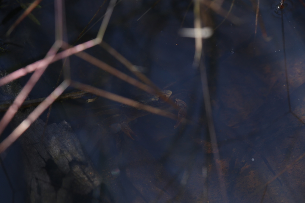 Austrothelphusa from Watsonville QLD 4887, Australia on June 10, 2022 ...