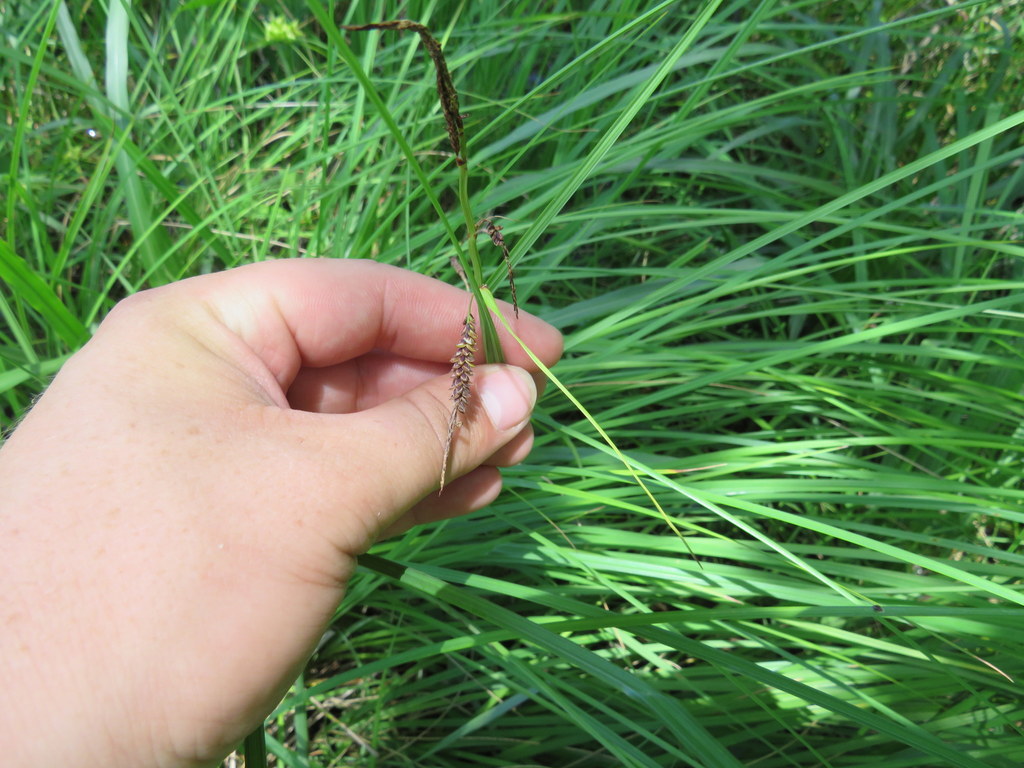 Barratt’s Sedge from Coffee County, TN, USA on June 9, 2022 at 12:56 PM ...