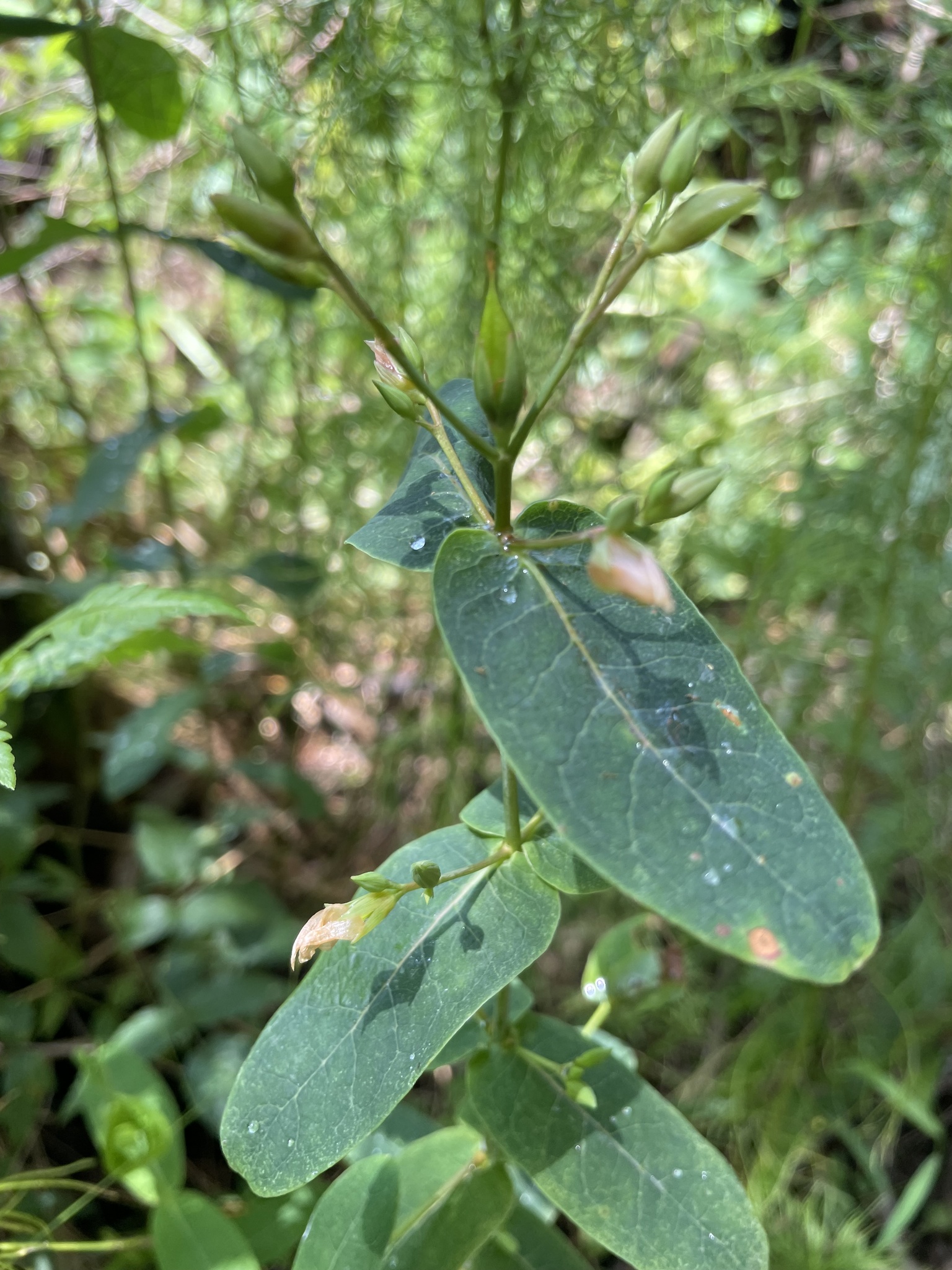 Hypericum virginicum L.