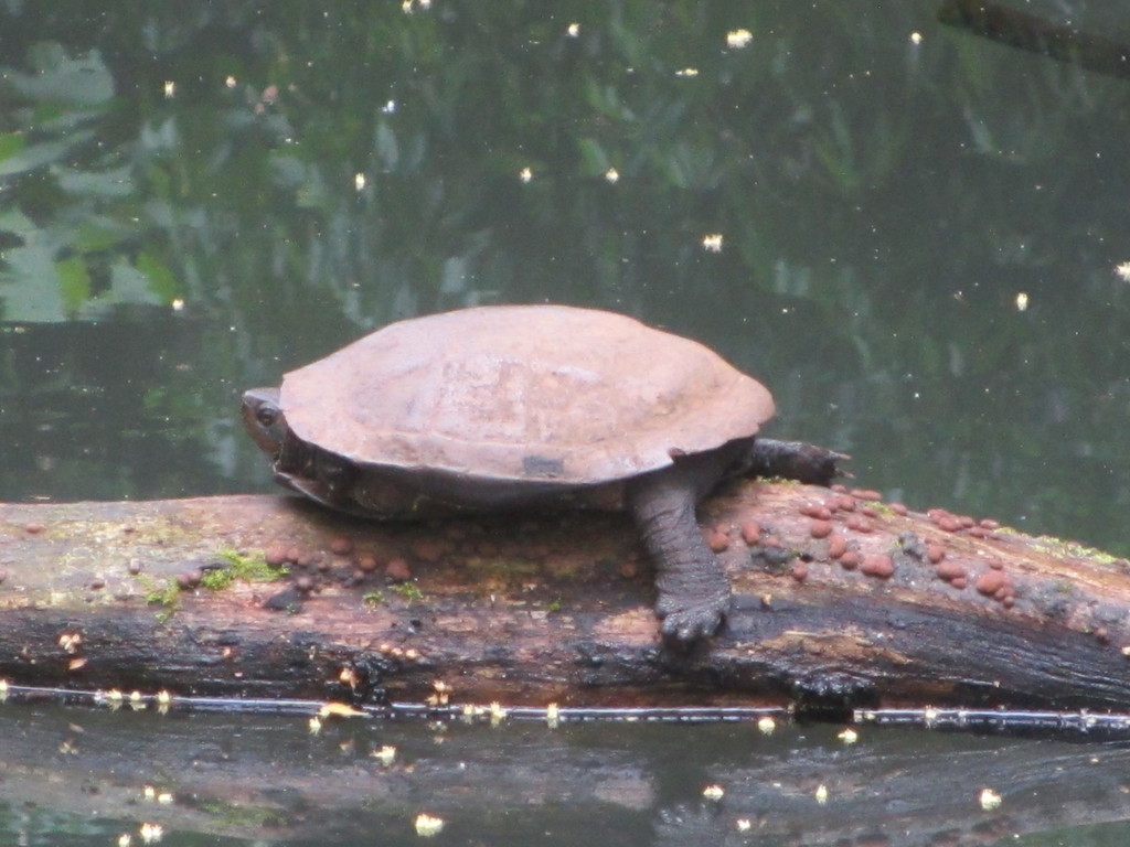 Chinese Pond Turtle in June 2022 by i164 · iNaturalist