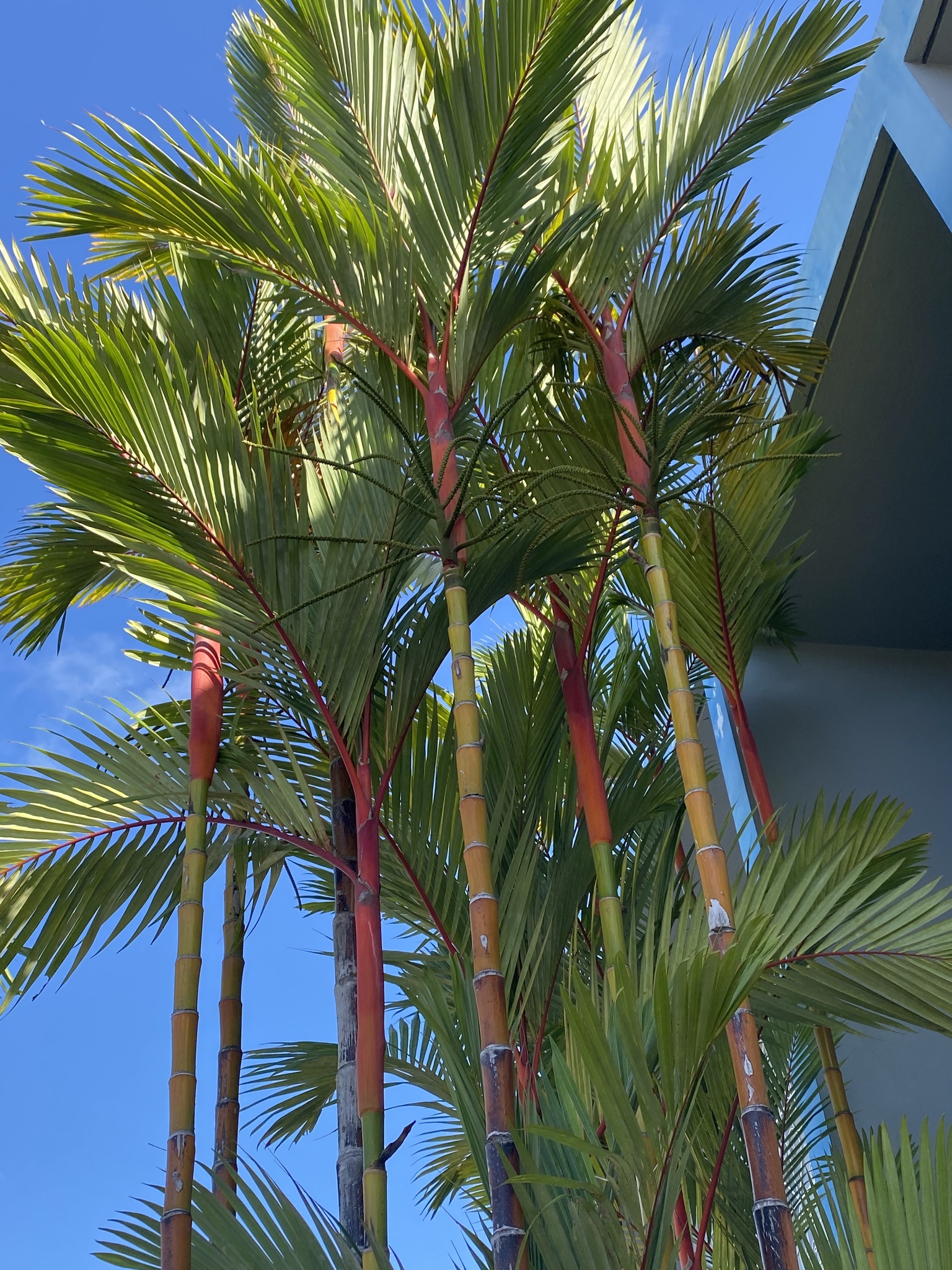 Cyrtostachys renda Blume