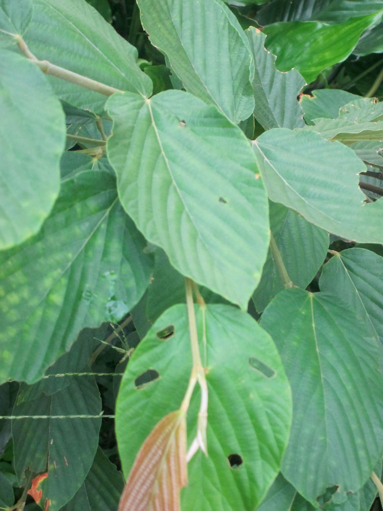(Hopea philippinensis) - Botanical Realm