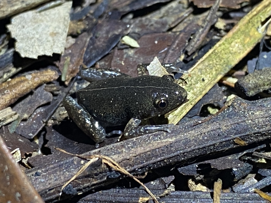 Reticulated Humming Frog from Madre de Dios, PE on June 5, 2022 at 06: ...
